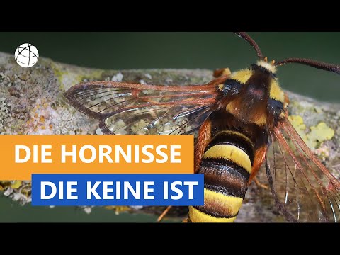 Die Hornisse, die keine ist - Das kleine 1x1 der Artenkunde | Planet Schule