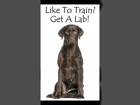 Get A Lab #birddog #hunting #labrador #retriever #retrievertraining #duckhunting #goosehunting