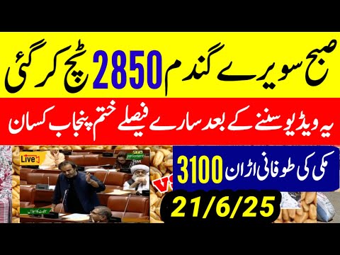 Wheat Support Final Price In Punjab 2025 ll Gundam Rate Today l گندم کا نیا ریٹ تازہ lMakki rate2025
