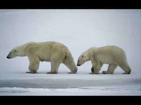 GCSE KS3 Geography- Global Warming Polar Bear