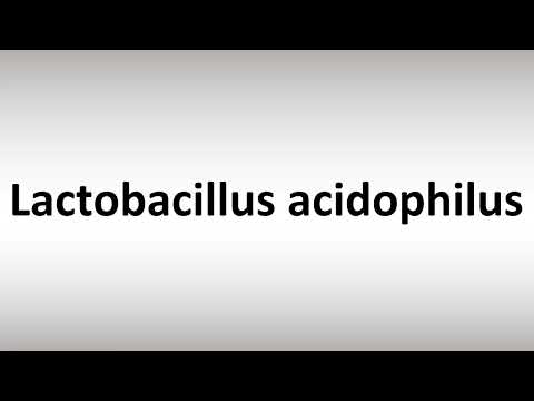 How to Pronounce Lactobacillus acidophilus