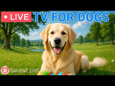 ????24 Hours of Dog TV????????Sleep Aid Music for Dogs????????Soothing Dog Music for Stress and Anxiety Relief