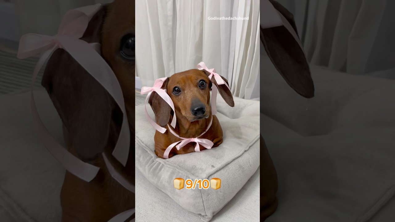 Time for a hotdog check #dog #dogs