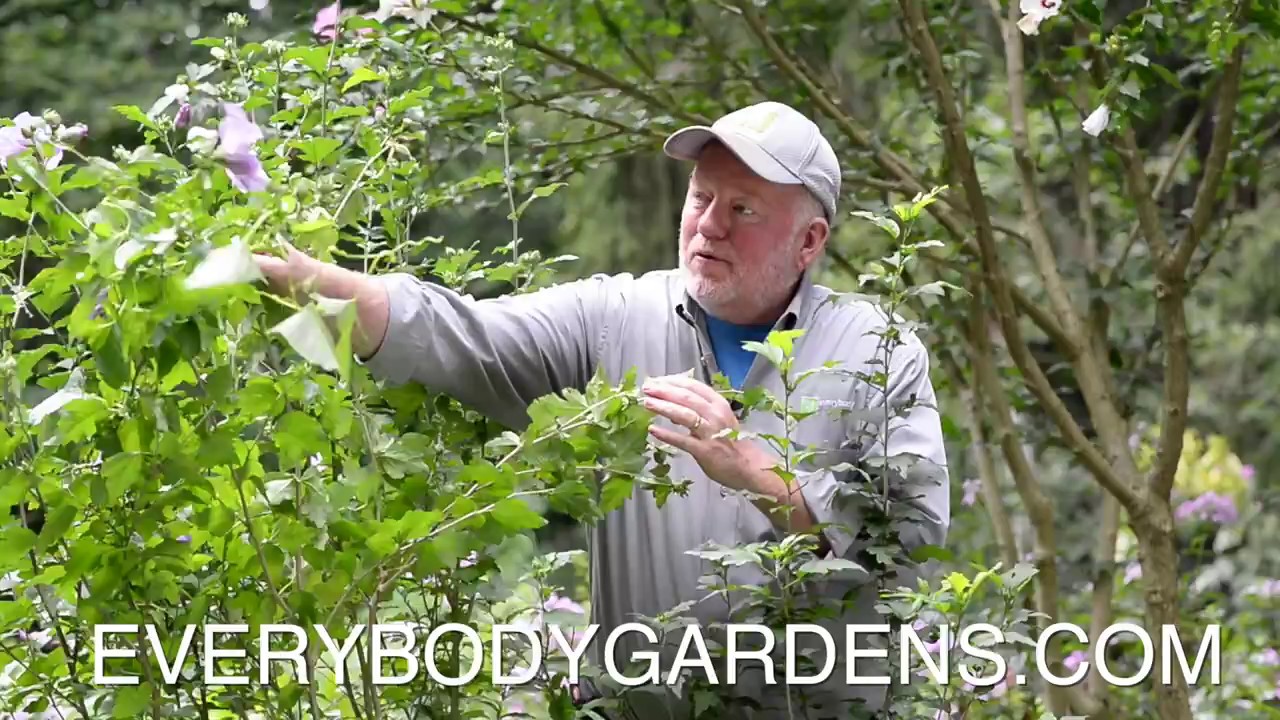 In the Garden: Dealing with fungal diseases on phlox, tomatoes and discovering dreaded oak wilt