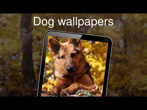 Dog wallpapers 4k