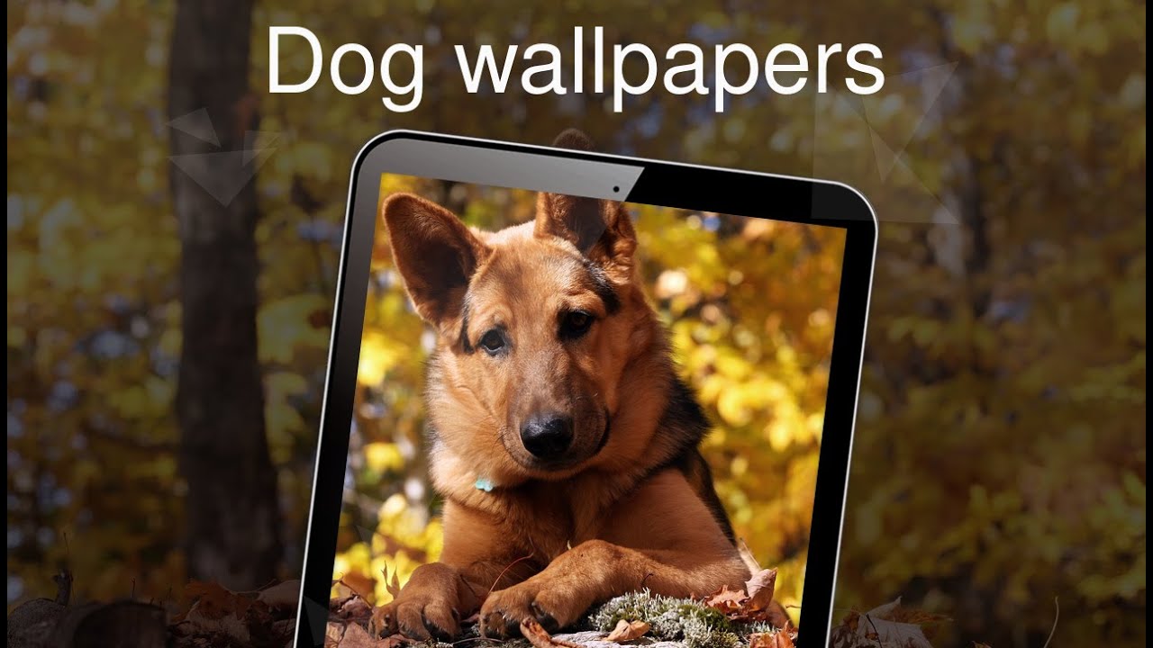 Dog wallpapers 4k