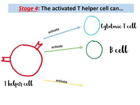 Topic 2: Cell Mediated Immune Response (AQA A-Level Biology)