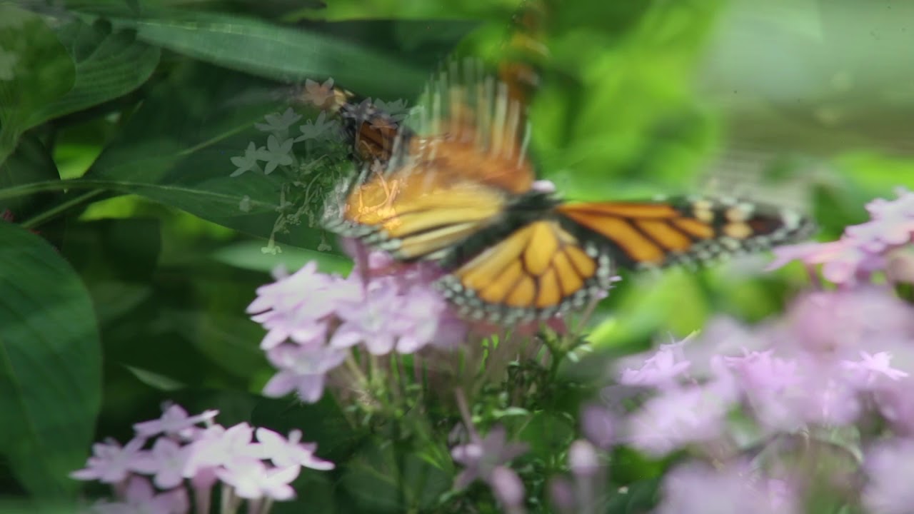 butterfly