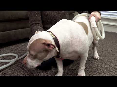 Pain Relief and Wellness for Pets | MagnaWave Clinic