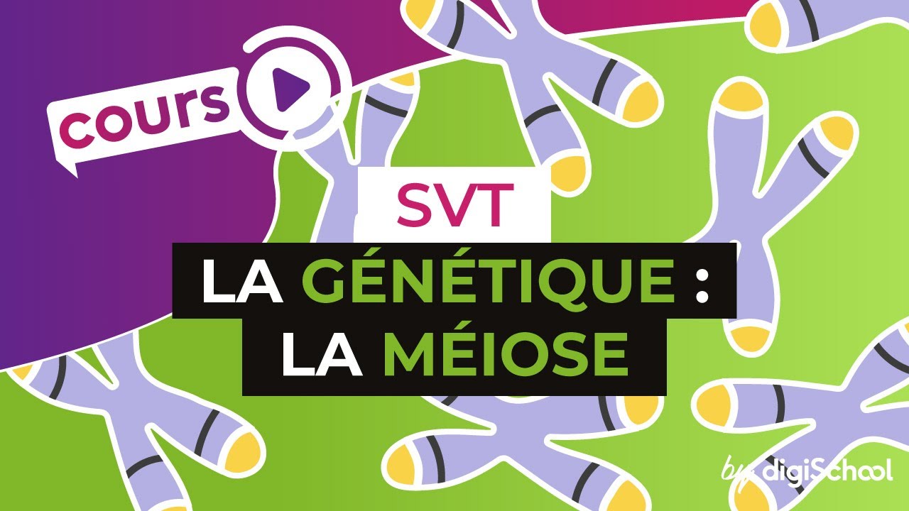 La génétique : La méiose - SVT - digiSchool