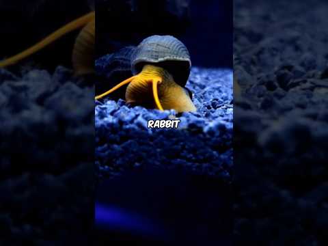Buying a Rare Snail - Rabbit Snail 🐌