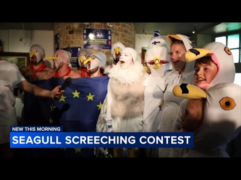 A 10-Year-Old Won The Junior Division European Gull Screeching ...