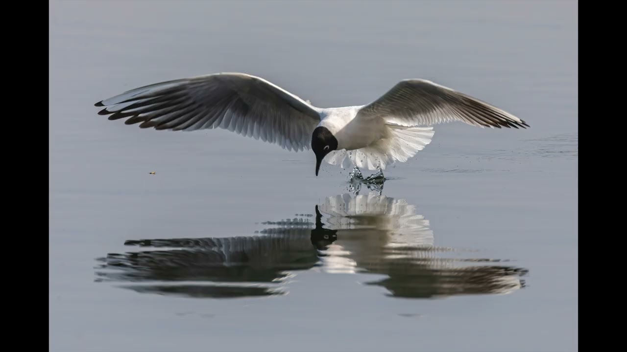 seagulls world1 | amazing photography with relaxing music | wallpapers 4K