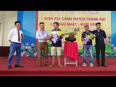 SH.4065. Cây Si đấu giá 22 triệu 1 nghìn tại Thanh Oai đã về Nguyễn ngọc Thoan, Văn Giang Hưng Yên.