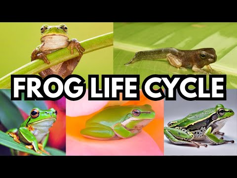 Frog Life Cycle | How Tadpole Transforms Into A Frog | Life Cycle of Frog | Metamorphosis | Science
