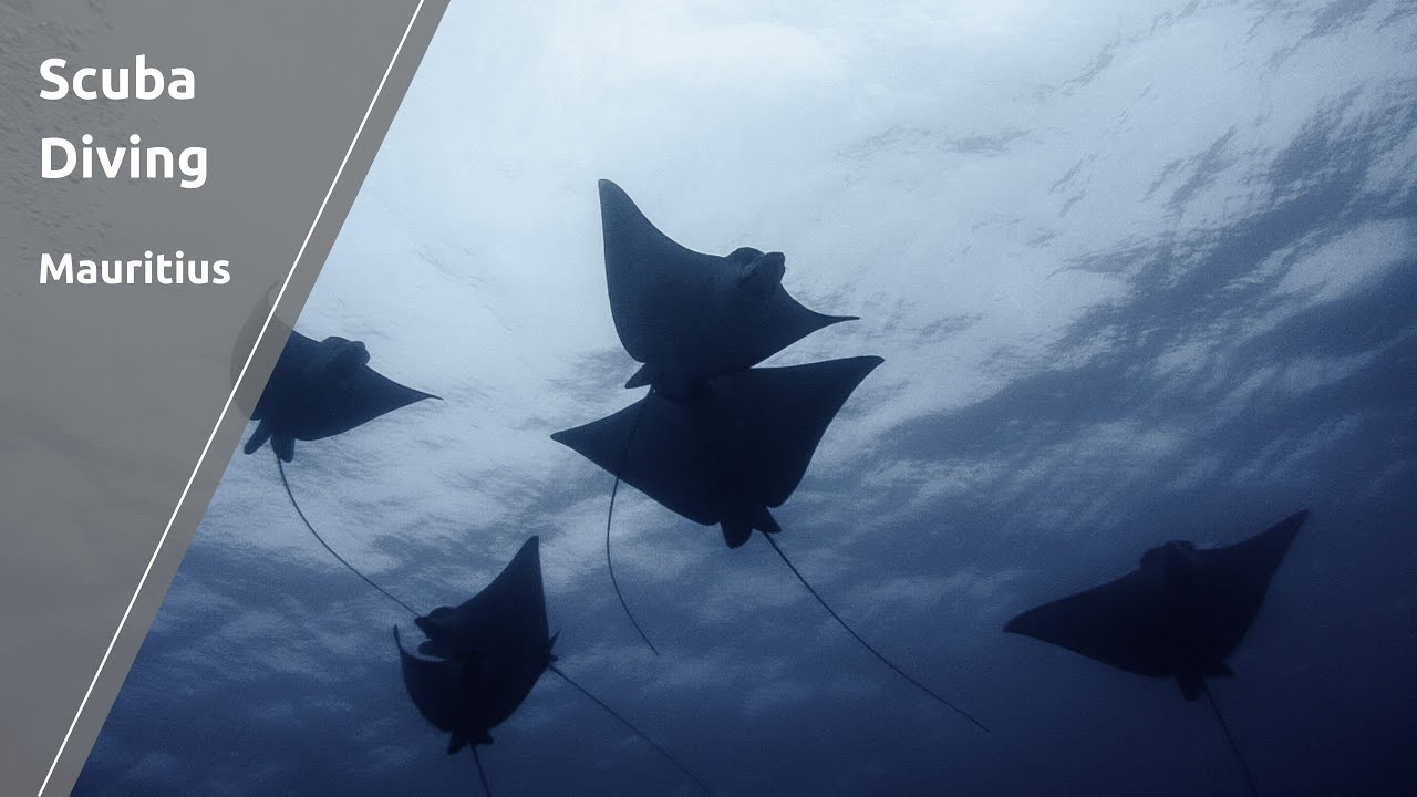 Scuba Diving Mauritius - November 2020