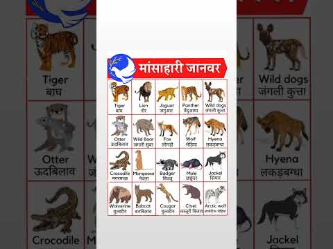 Carnivorous Animals Name in English and Hindi With Picture