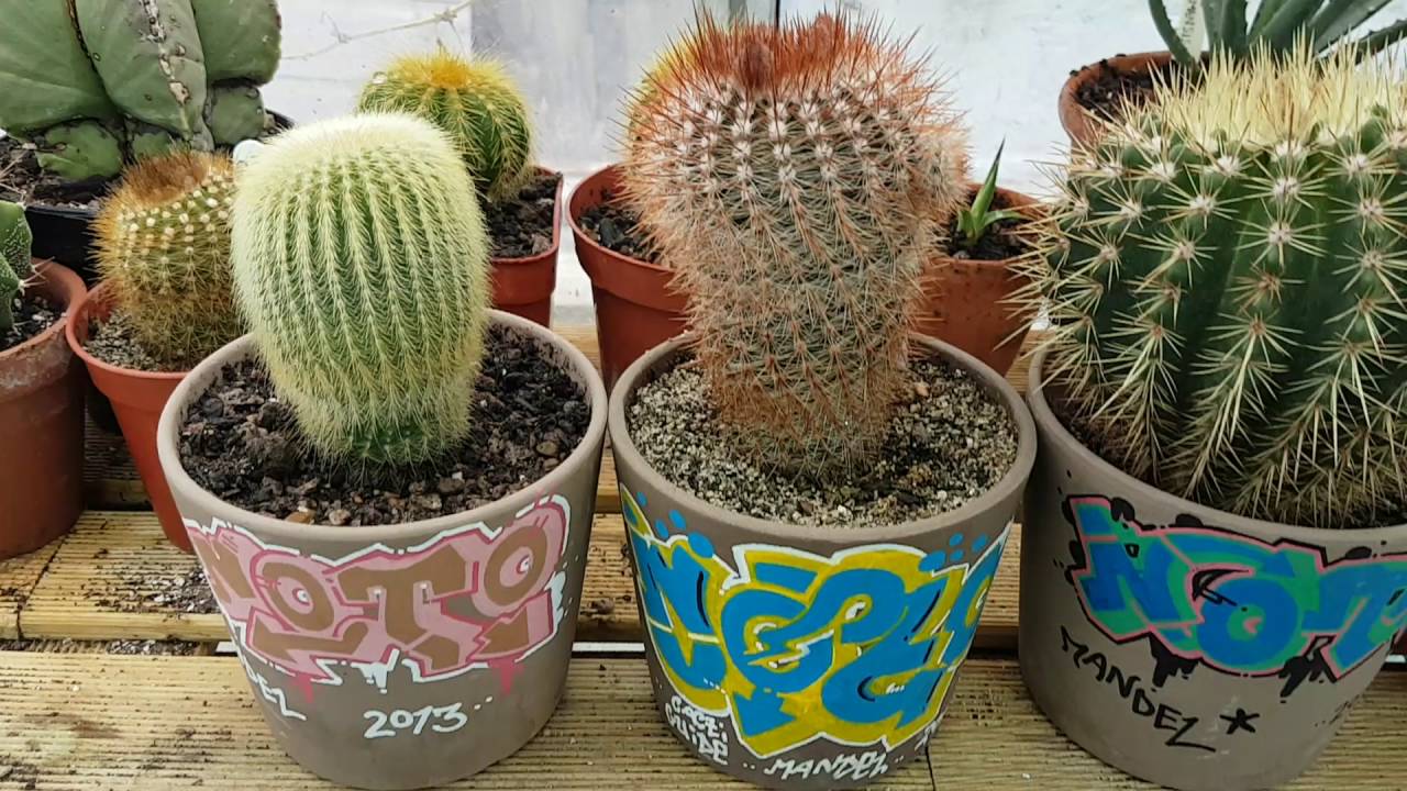 Tour of my Cacti Collection / Clip 1