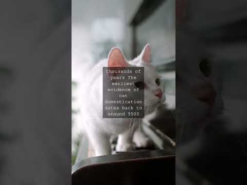 Uncovering the Roots of Domestic Cats The African WildcatAs we gaze into our feline...