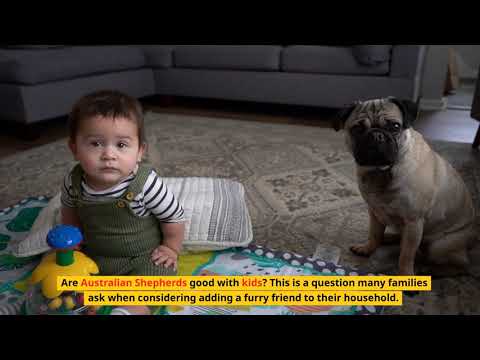 Are Australian Shepherds Good With Kids? The Answer May Surprise You!"