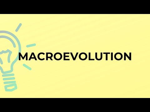 What is the meaning of the word MACROEVOLUTION?
