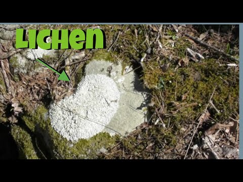 Lichen-Algae and Fungi working together