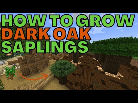 How to Grow Dark Oak Saplings in Minecraft
