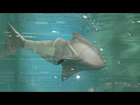 Festo and its biological inspiration | Mayitzin