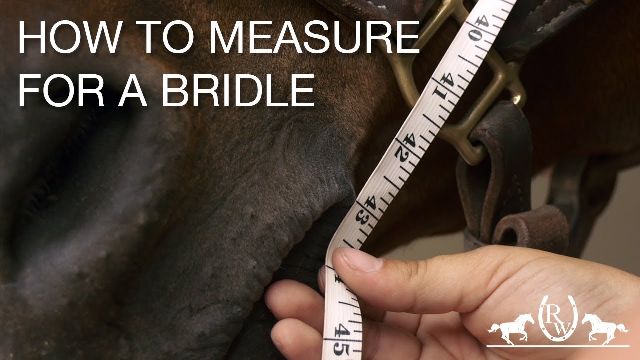 How to Measure for a Bridle