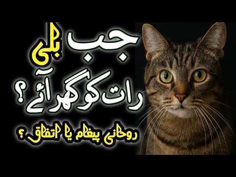 Bill raat ko Ghar Q atte he | When a stray cat come to your home spiritual meaning| ZakirURDUstories