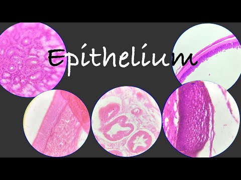 Epithelial tissue explained with histology slides for examination