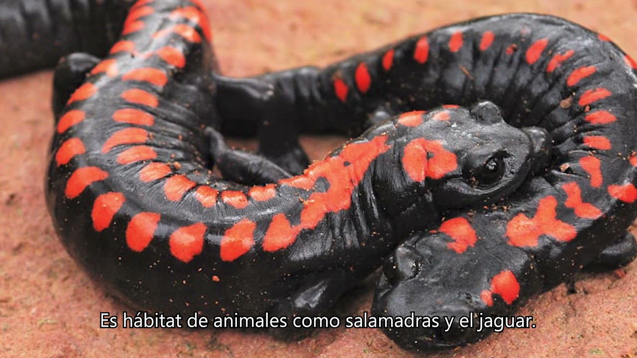 BIODIVERSIDAD DE COLIMA