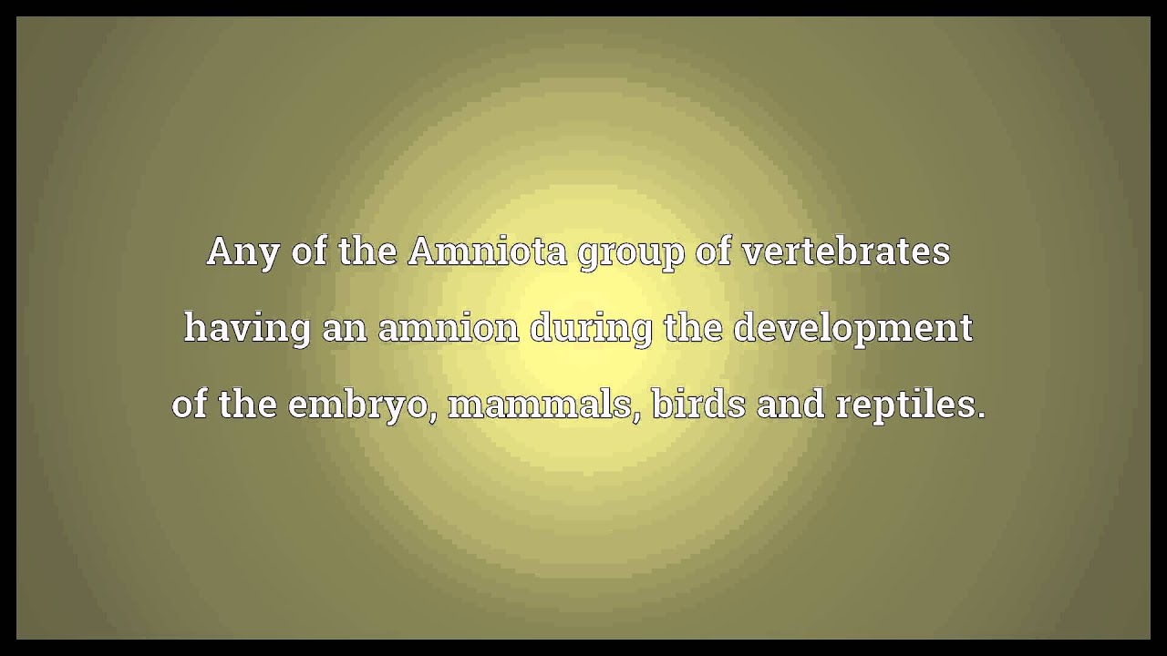 Amniote Meaning