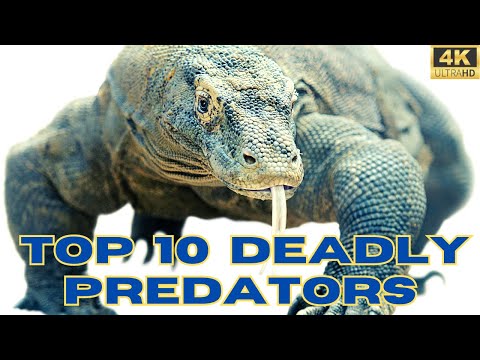 Top 10 Dangerous Predators On Planet | Top 10 Apex Predators | Top 10 Deadly Predators |