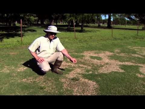 Spring Dead Spot Disease in Bermudagrass