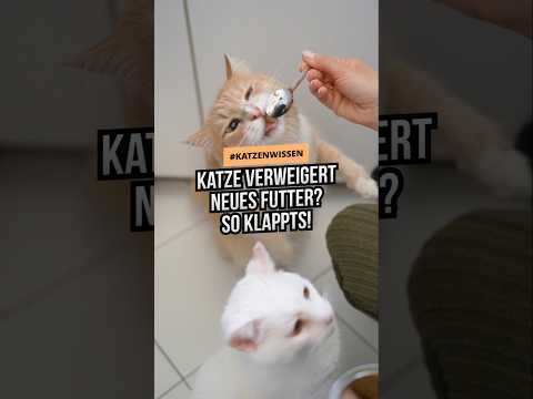 Changing your cat's food: How to get even the pickiest cat to eat its new food without stress!