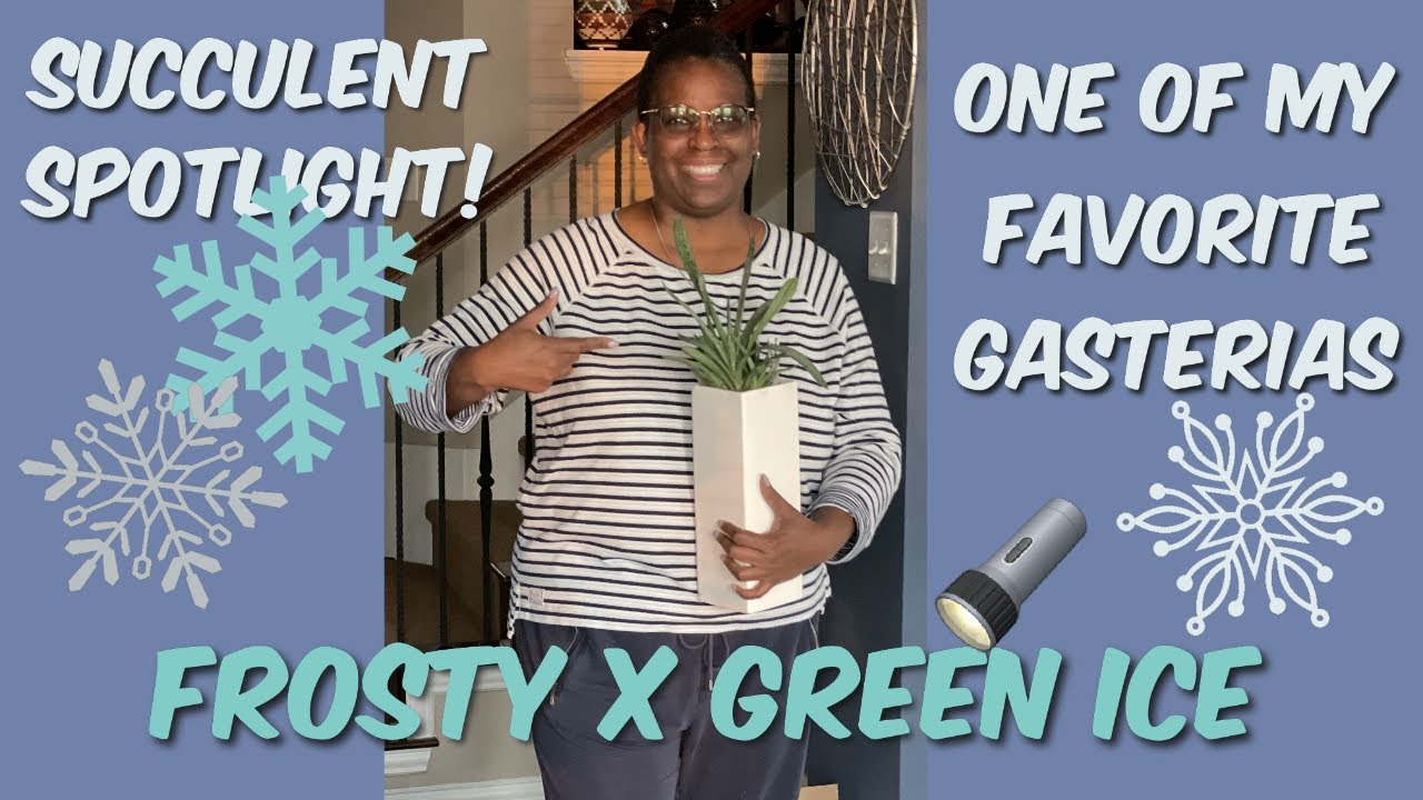 84:🔦Succulent Spotlight! | Gasteria Frosty x Green Ice  | + Care Tips