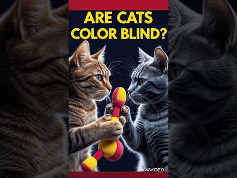 Are Cats Really Color Blind? The Truth Revealed #cat #catlover #catshorts #viralvideo #shorts