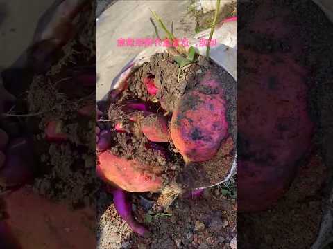Sweet potato variety is big and has many tubers
