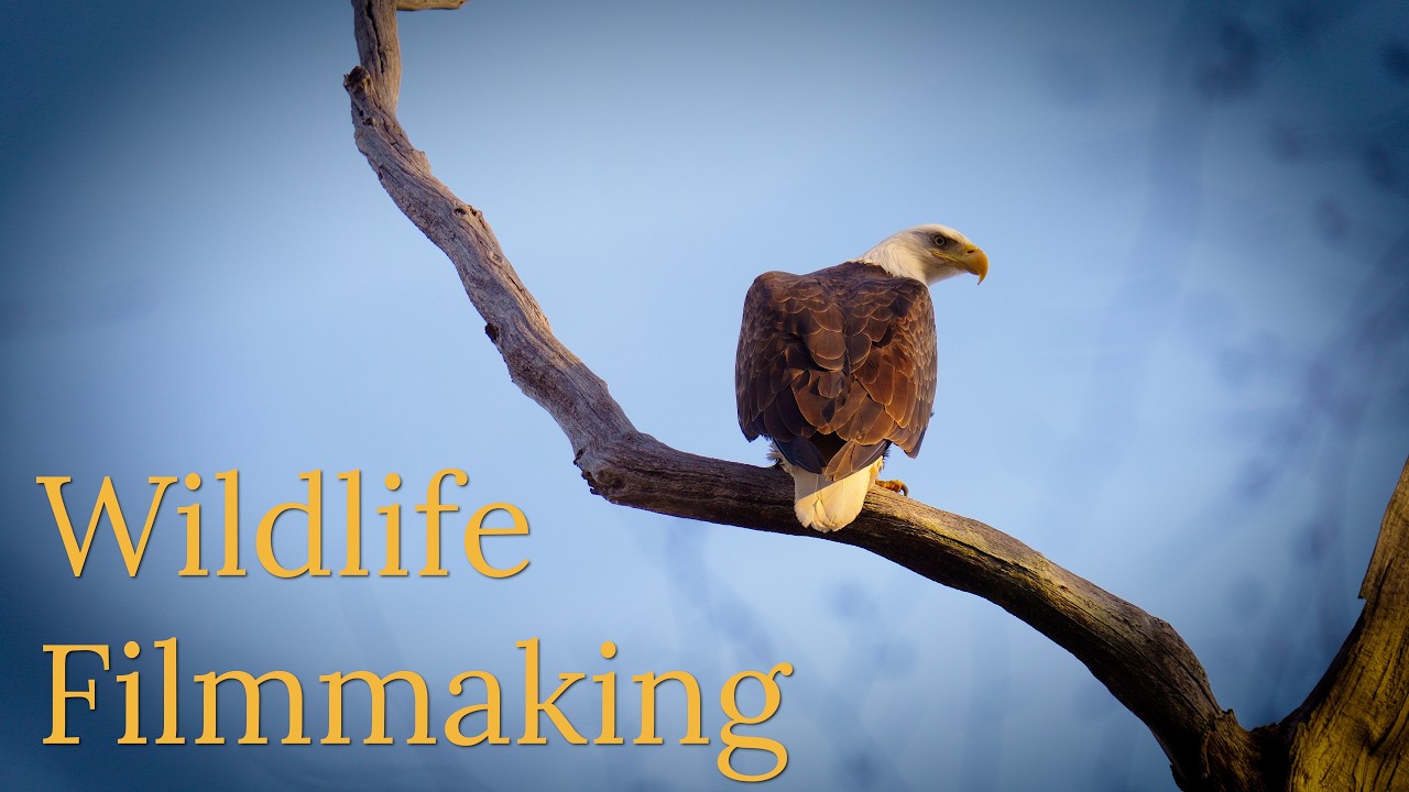 6 Things I Learned from Wildlife Filmmaking