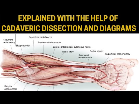 RADIAL ARTERY ANATOMY (course and relation) explained with help of CADAVERIC DISSECTION and diagram.