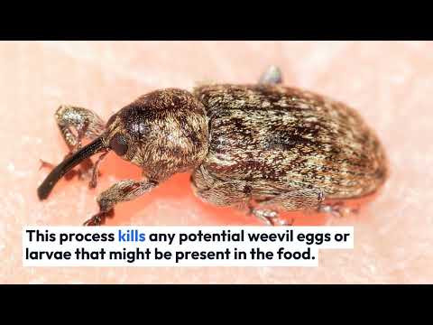 Guarding Your Pantry: Effective Ways to Keep Weevils at Bay