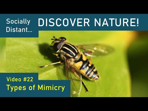 Types of Mimicry - Discover Nature Episode 22