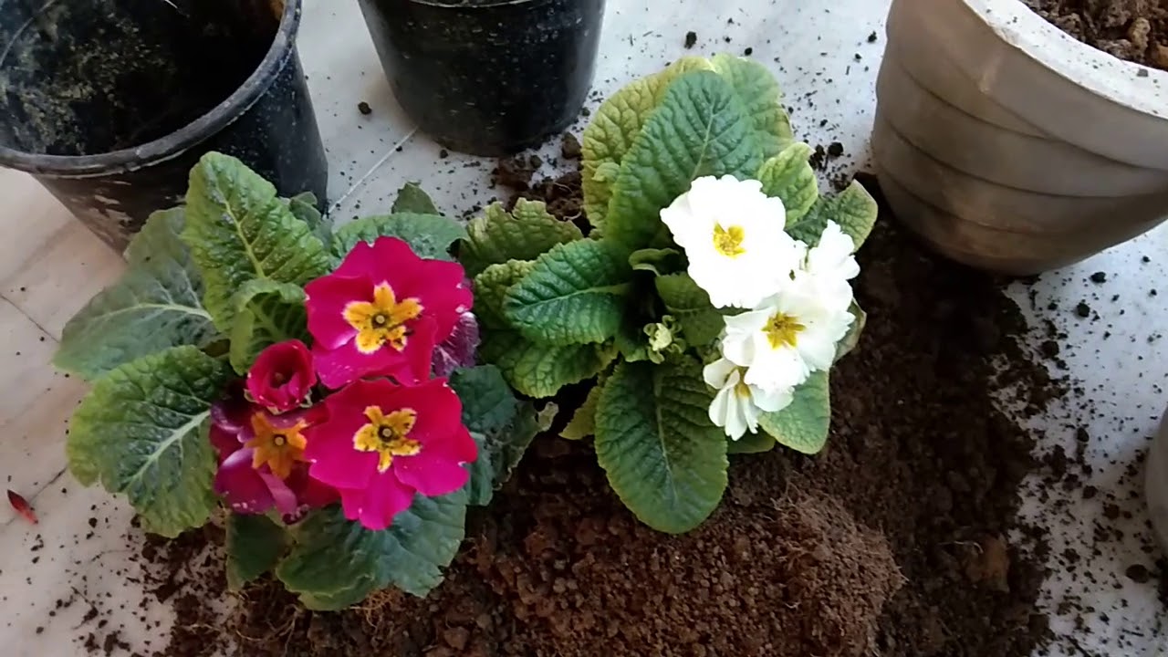 How To Report & Care Prim Rose /Primula Plant