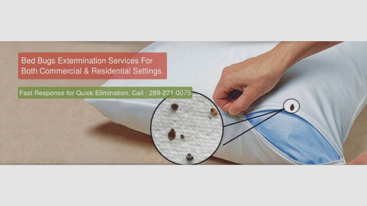 Bed Bug Extermination - Niagara Bed Bugs