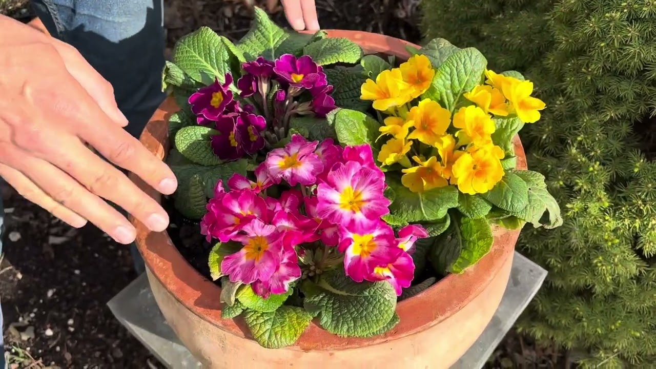 Primula ápolása. A virágzás meghosszabbítása.