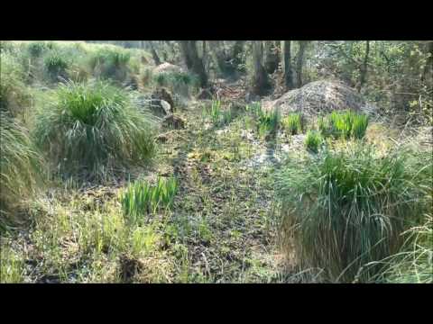 What is Sedge?