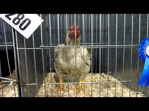 IRISH SOCIETY of POULTRY FANCIERS 2013 - Bantam Indian Game