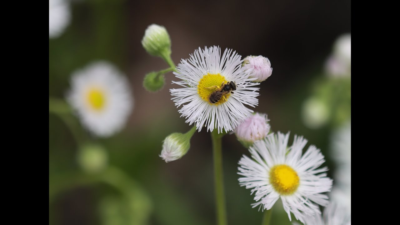 The Native Plant Daisy Fleabane ( Erigeron strigosus )