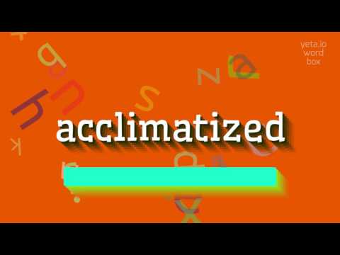 How to say "acclimatized"! (High Quality Voices)
